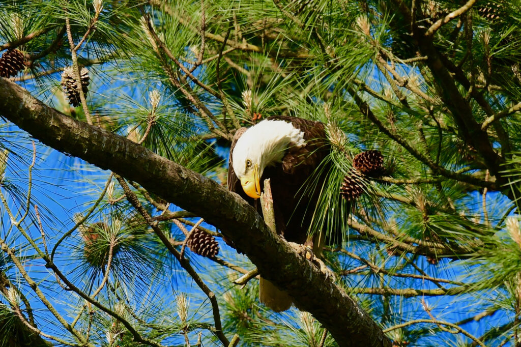 Land & Wildlife Conservation Recap: 2025 Bill Outcomes – Virginia ...