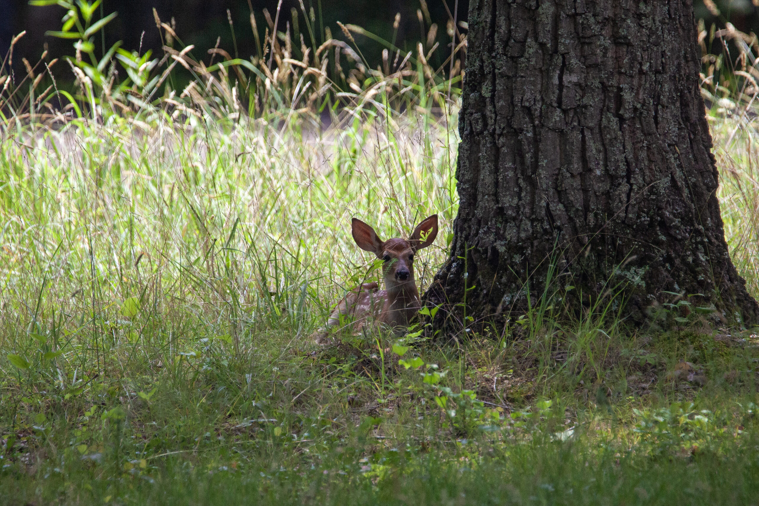 ROUNDUP: Federal Agencies Protecting Wildlife, Breathable Air, and ...