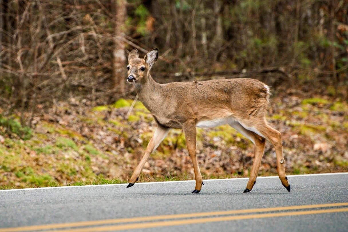 Bill of the Day: Wildlife Corridors – Virginia Conservation Network